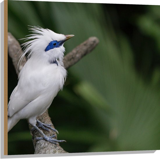 Hout - Balispreeuw Vogel op Tak - 80x80 cm - 9 mm dik - Foto op Hout ...