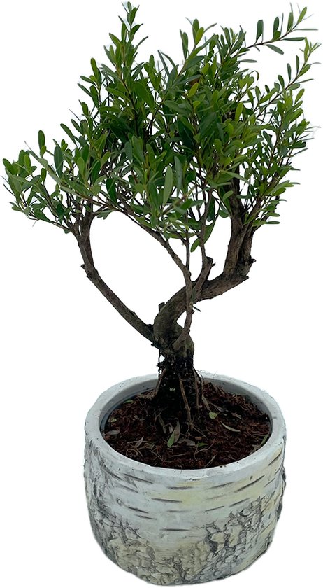YouFlowers - Bonsai Boompje - Inclusief gratis pot - Hoogte: 30cm - Ø ...