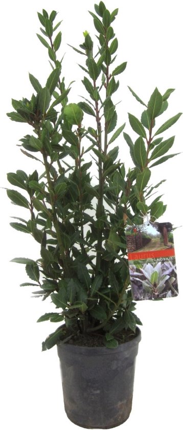 Plant in a Box - Laurus nobilis - Laurierboom - Natuurlijke ...