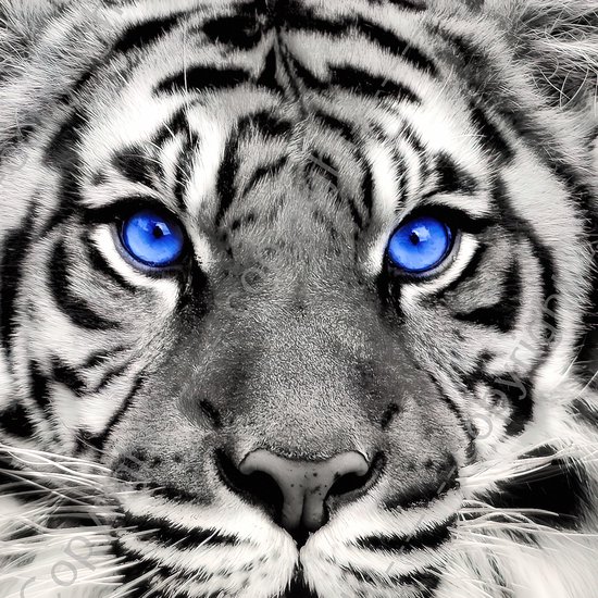 JJ-Art (Canvas) 80x80 | Tijger in geschilderde stijl, zwart wit met blauwe ogen,... | bol.com