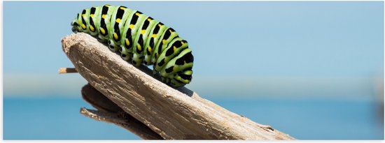 WallClassics - Poster (Mat) - Groene Rups op een Tak - 90x30 cm Foto op ...