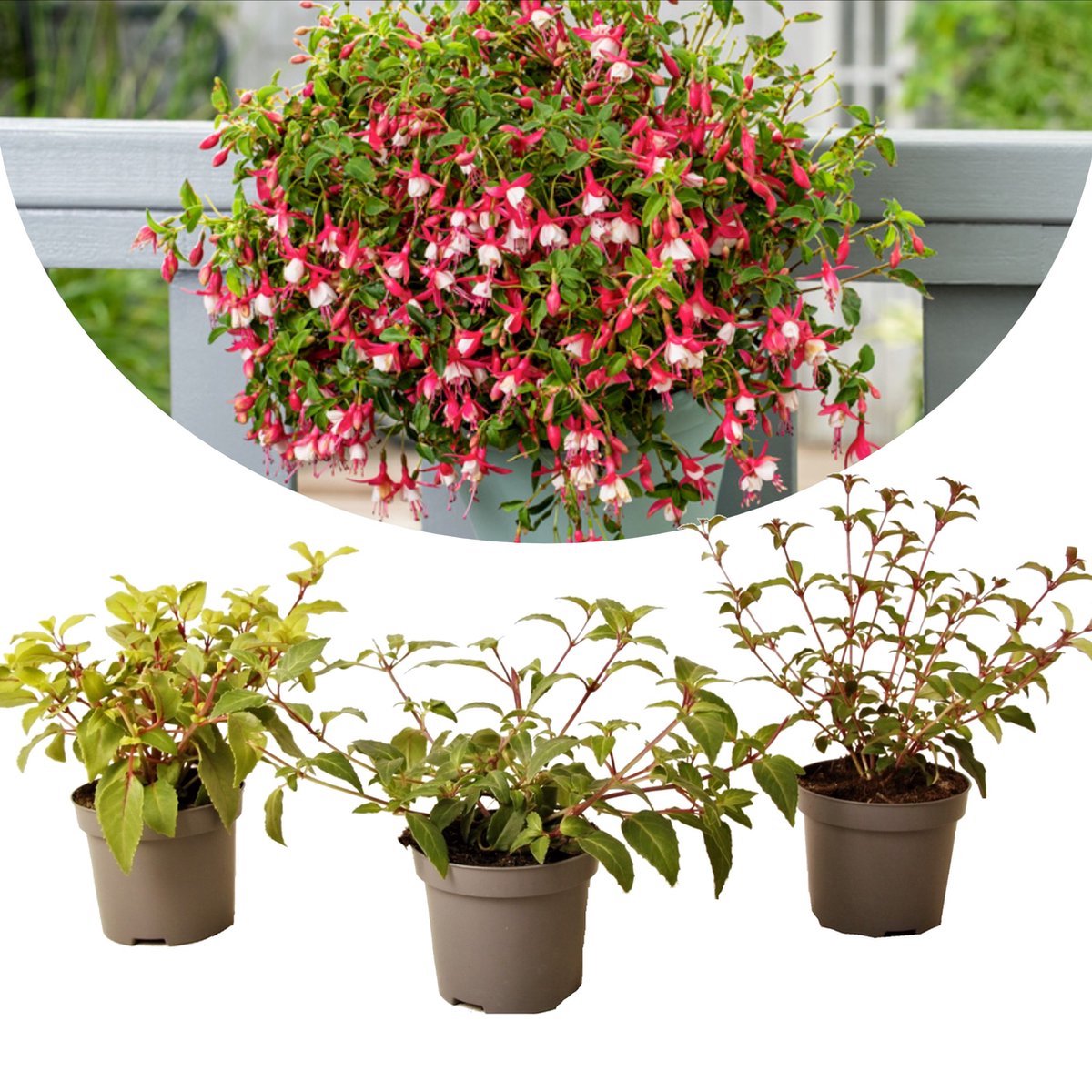 Garden Select - Fuchsia Lady Thumb - 6 Planten - Pot 9cm - Hoogte 15 ...