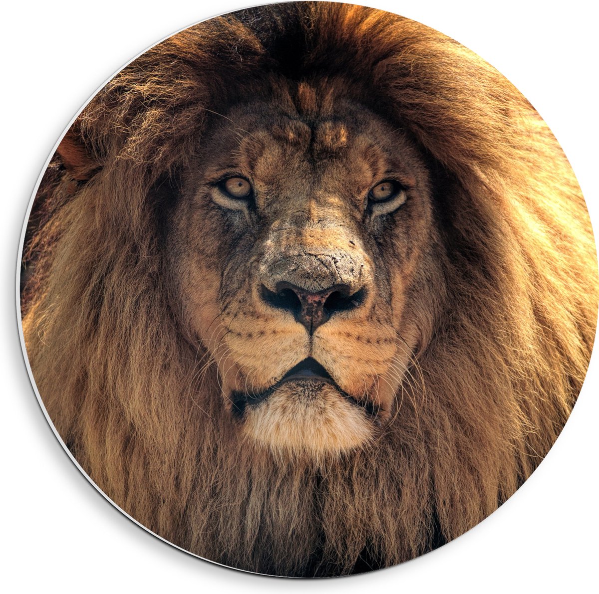 WallClassics - Cercle mural en panneau de mousse PVC - Lion de près ...