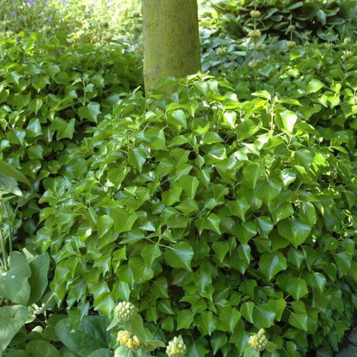 Hedera Colchica 'Arborescens' - Struikklimop 30-40 cm in pot | bol.com