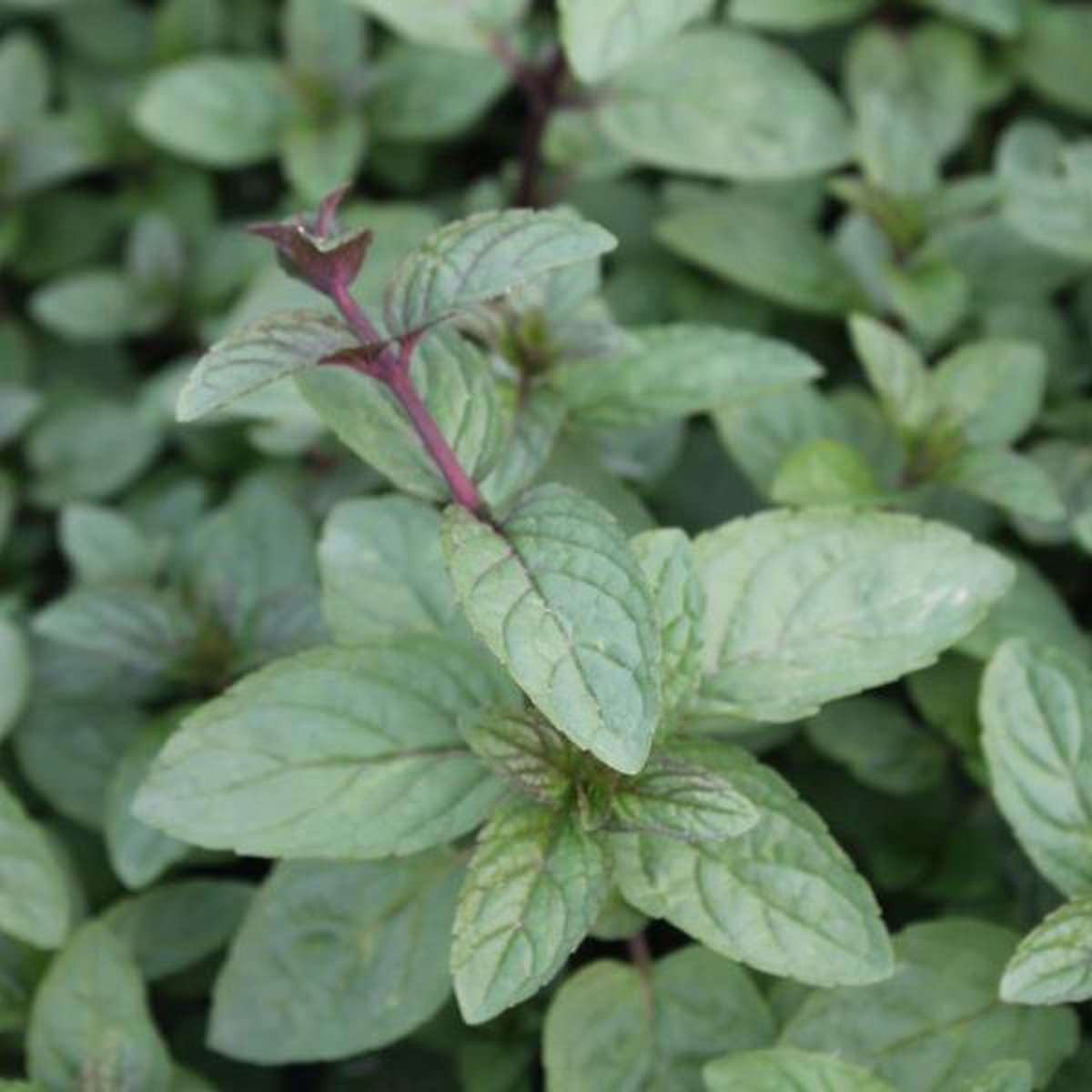 6 x Mentha Piperita - Groene Pepermunt pot 9x9cm - muntplanten ...