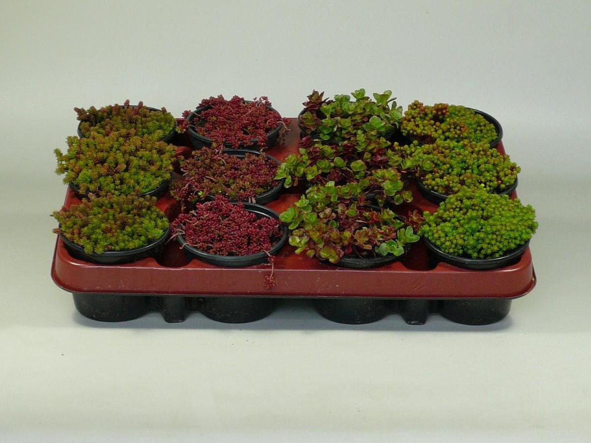 Sedum (Rotsplanten) mix 36 stuks (9 cm) | bol.com
