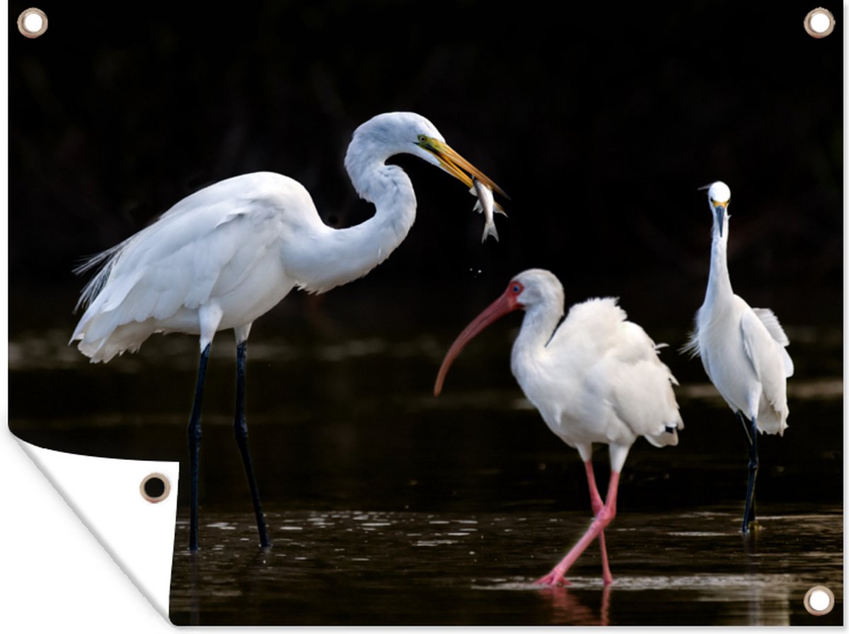 Tuin decoratie Drie mooie witte ibis vogels in het water - 40x30 cm ...