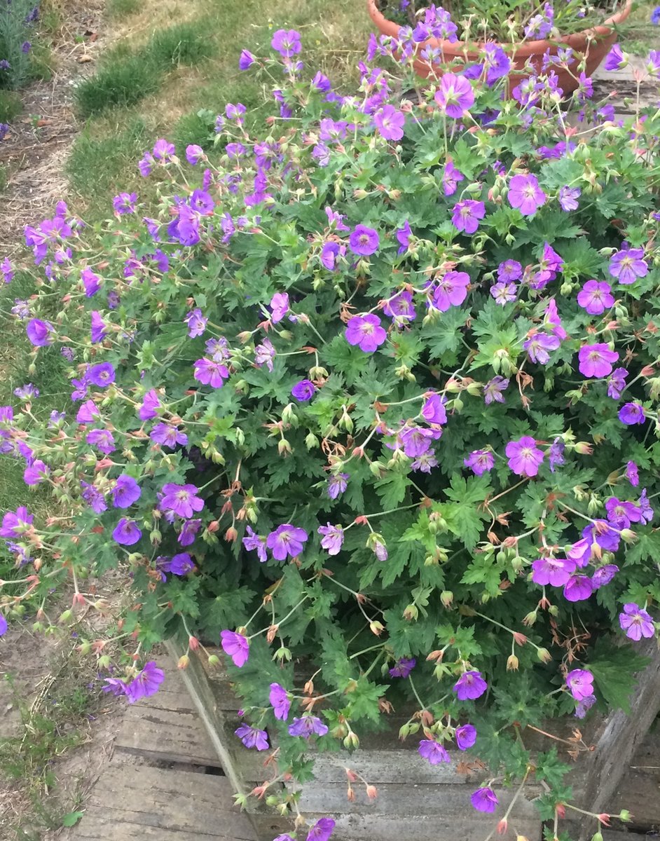 3 x Geranium 'Rozanne' XL- OOIEVAARSBEK - pot 2 liter. | bol.com