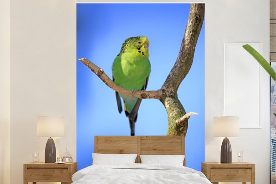 Behang - Fotobehang Groene parkiet met een knalblauwe achtergrond ...