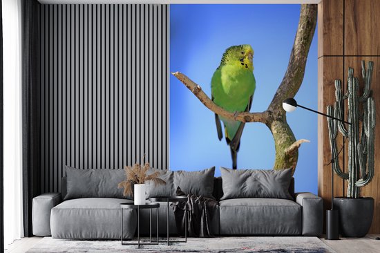 Behang - Fotobehang Groene parkiet met een knalblauwe achtergrond ...