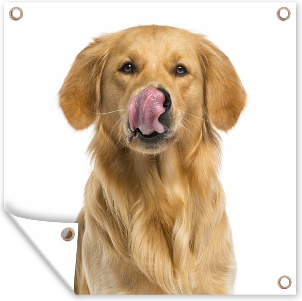 Tuin poster Een likkende Golden Retriever - 200x200 cm - Tuindoek | bol.com