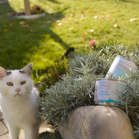 Premium Natvoer voor Katten - Geit met Wortel, Graanvrij, 6 x 400g ...
