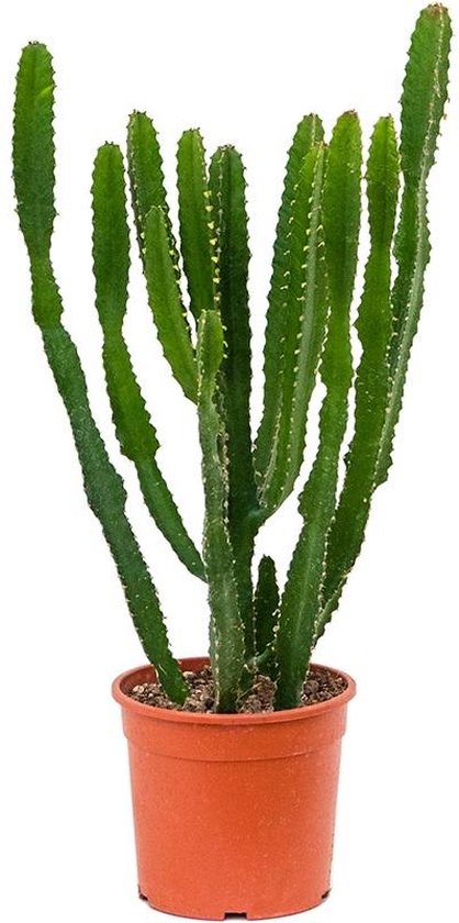 Euphorbia Cactus Triangularis 45 cm kamerplant | bol