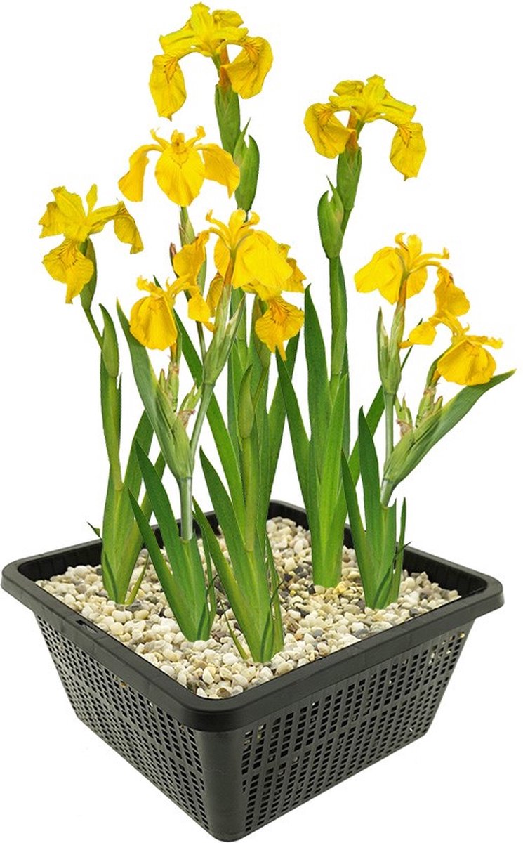 VDVELDE Lis Geel - Gele Lis - Iris Pseudacorus - Iris Bloem 4 stuks ...