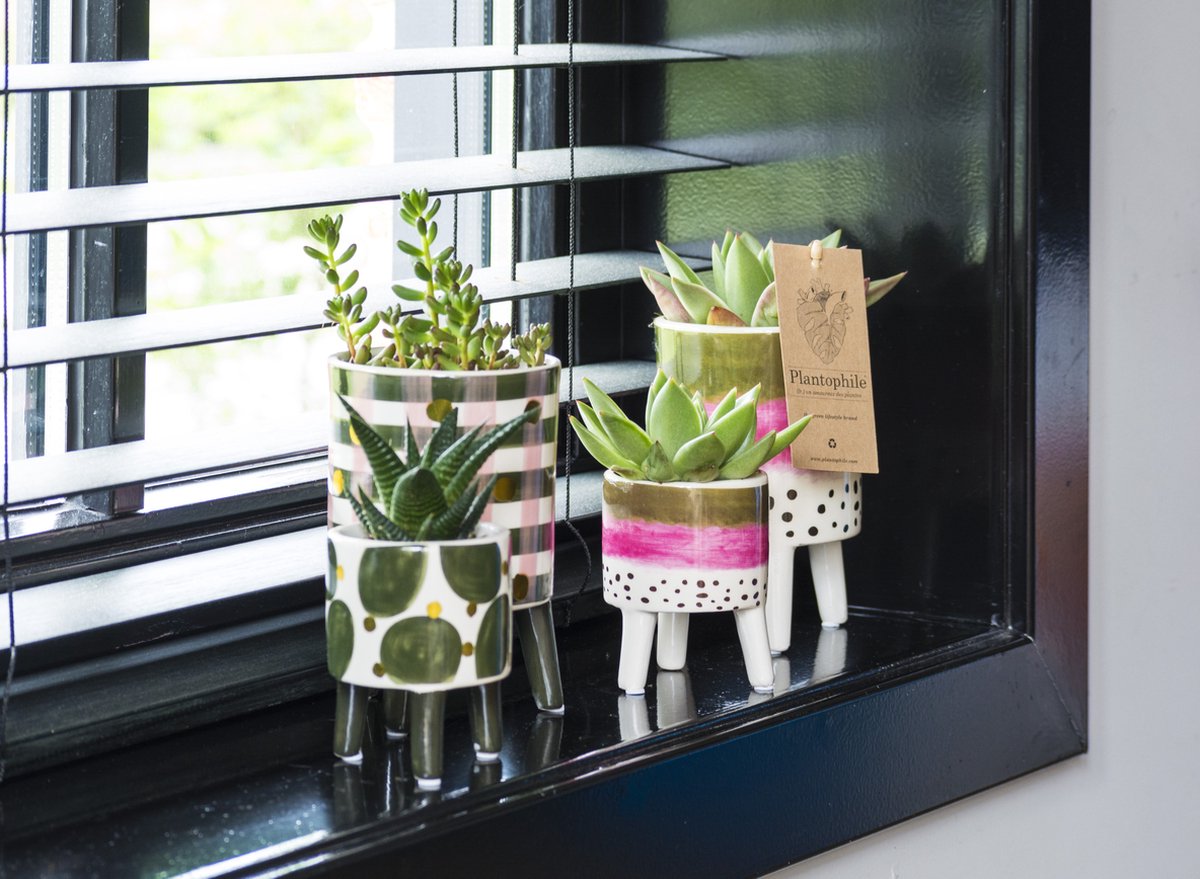 Plantophile - Succulenten - in vrolijke bloempotjes op poten - set van ...