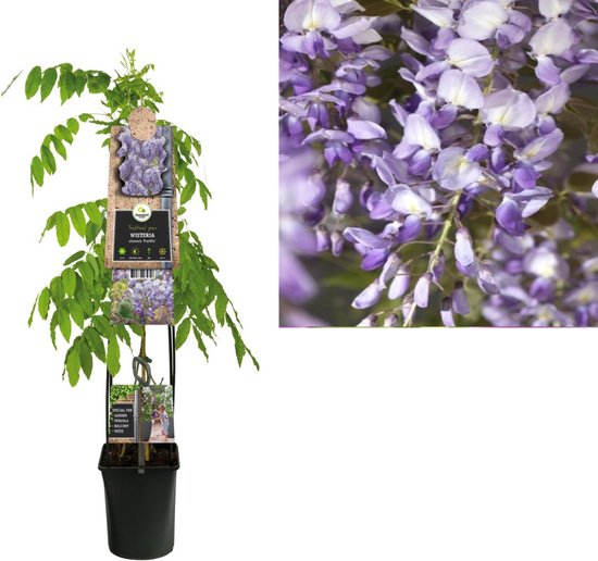 Klimplant Wisteria sinensis Prolific 120 cmVan der Starre | bol.com