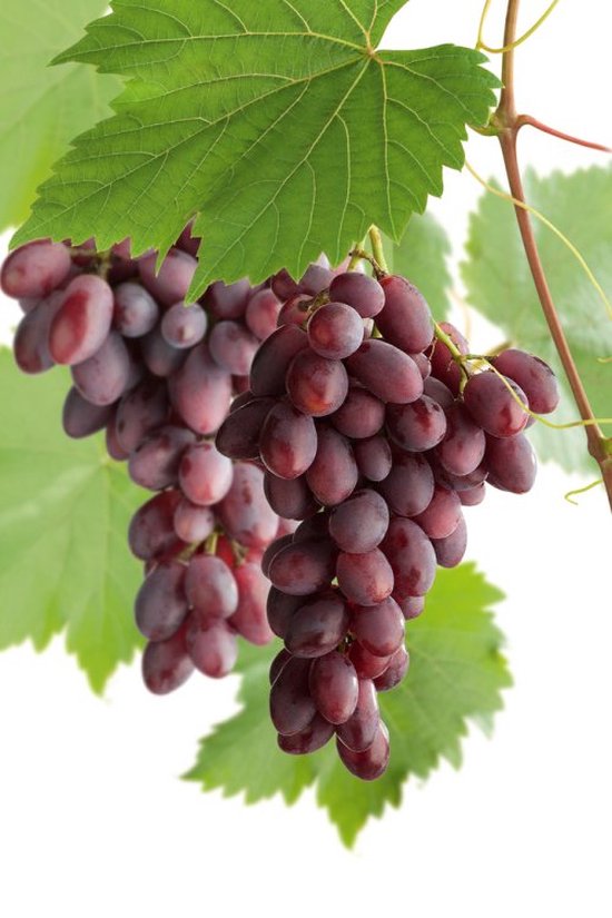 3 stuks | Vitis 'Regent' C2 80-100 cm | bol