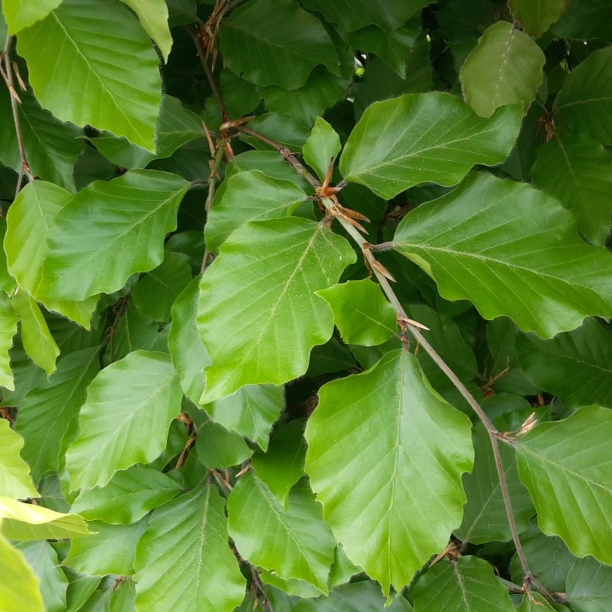 Groene beuk (kant-en-klare haag) - Fagus sylvatica | bol.com