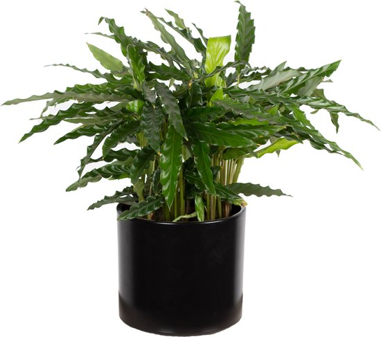 Kamerplant van Botanicly – Marantaceae in zwart pot als set – Hoogte ...