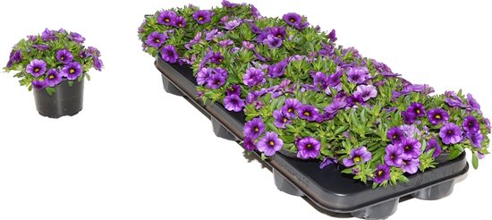 Mini-petunia / Million Bells (Callibrachoa) - blauw - perkplant - 9 ...