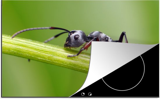 Inductie beschermer - Inductie Mat - Kookplaat beschermer - Een mier ...