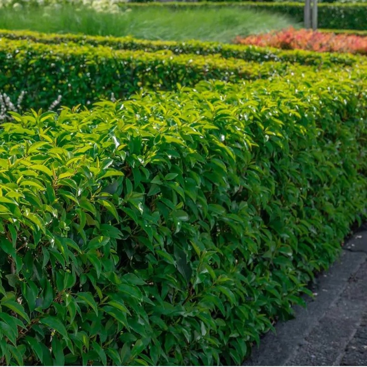 4 x Prunus lusitanica Angustifolia 50-60cm - 1 Lopende Meter Portugese ...