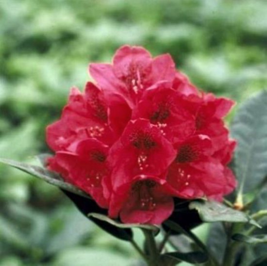 Rhododendron (t) 'Lord Roberts' 40- 50 cm RHODODENDRON | bol