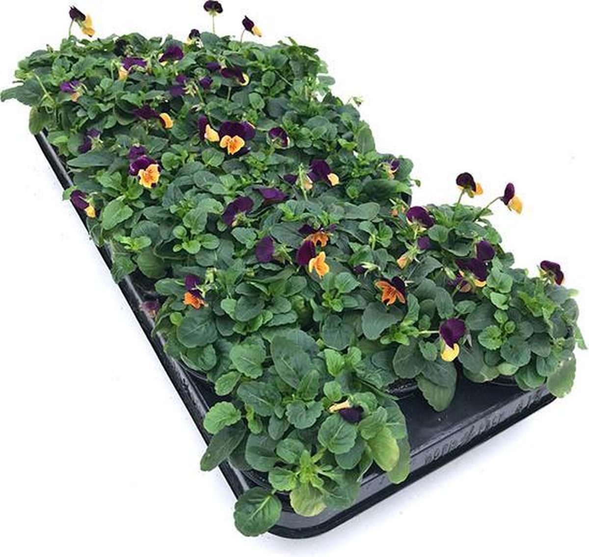 AANBIEDING - viooltjes - viool - winterhard - gele tinten - 1 volle ...