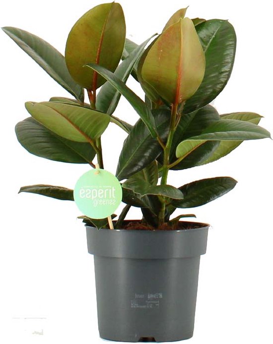 Ficus Robusta – ↨ 60cm – ⌀ 21cm | bol