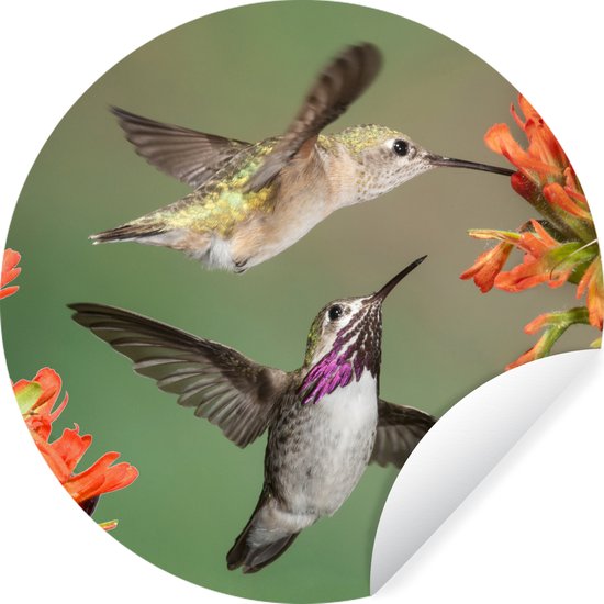 Behangcirkel - Kolibrie - Bloemen - Oranje - 100x100 cm - Muurcirkel - Zelfklevend -... | bol.com