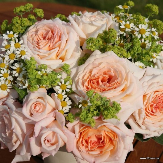 1x Rosa 'Grand Duchess Luise'® - KORDES - Kordes Parfuma® rose - Plant ...