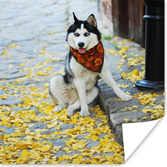 Husky op de straat poster papier 30x30 cm - Foto print op Poster ...