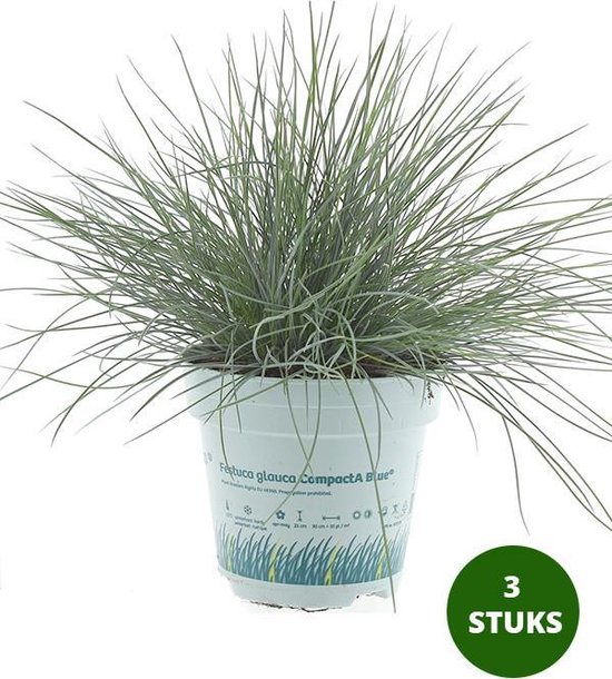 Blauw Schapengras - Festuca Glauca - wintergroen siergras - potmaat Ø10 ...