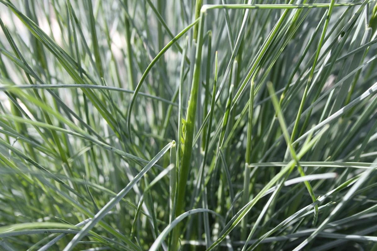 Blauw Schapengras - Festuca Glauca - wintergroen siergras - potmaat Ø10 ...