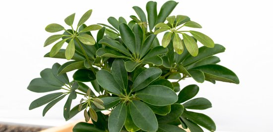 Schefflera Compacta op stam - 50cm | bol