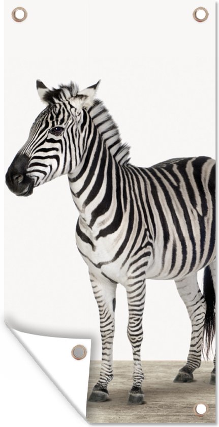 Schuttingposter Zebra - Meisjes - Dieren - Kinderen - Jongens - 100x200 ...