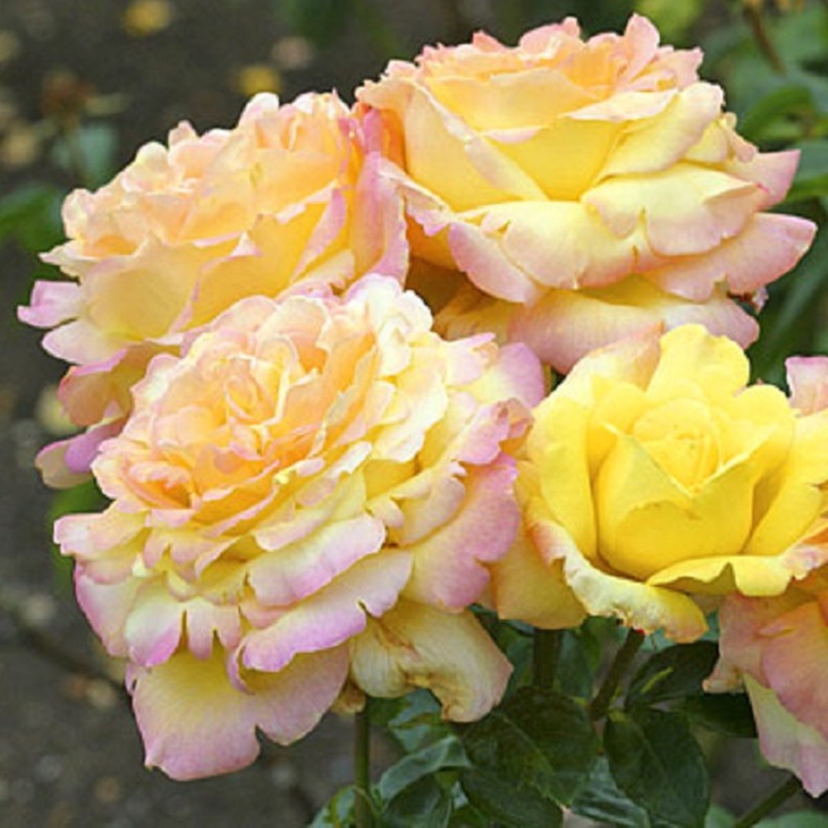 Rosa 'Madame Meilland' - Grootbloemige roos Geel-Roze - Pot 3.5L - 40 ...