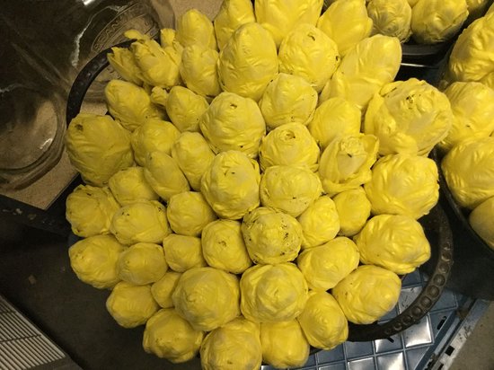 Witloofwortelen netzak +-9kg - Witlofpennen | bol