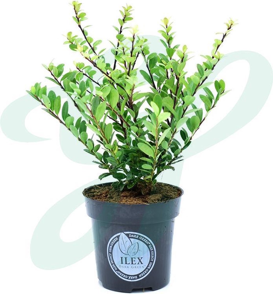12 x Ilex Crenata 'Dark green' - Japanse Hulst in 9x9cm pot met hoogte 5-10cm | bol.com