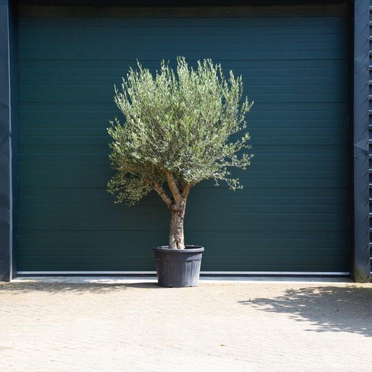 Olijfboom Olea europaea 200 cm | bol