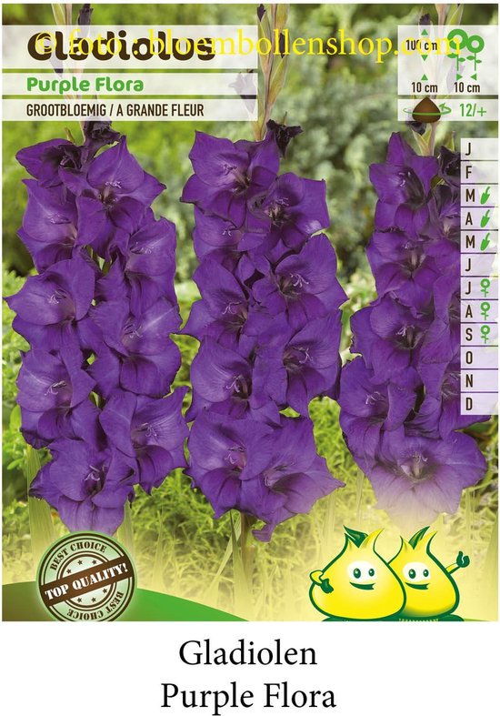 30 bollen GLADIOLEN PURPLE FLORA | bol