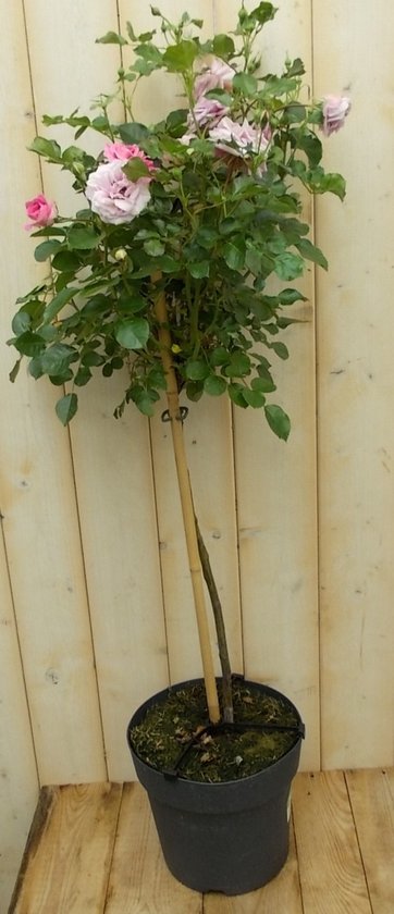 Stamroos 100 cm roze | bol