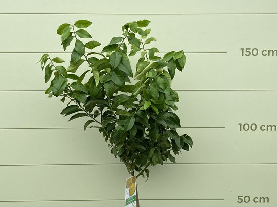 Citroenboom - Citrusboom - Citroenplant - Eetbaar - Pot ⌀ 26cm - Hoogte ...