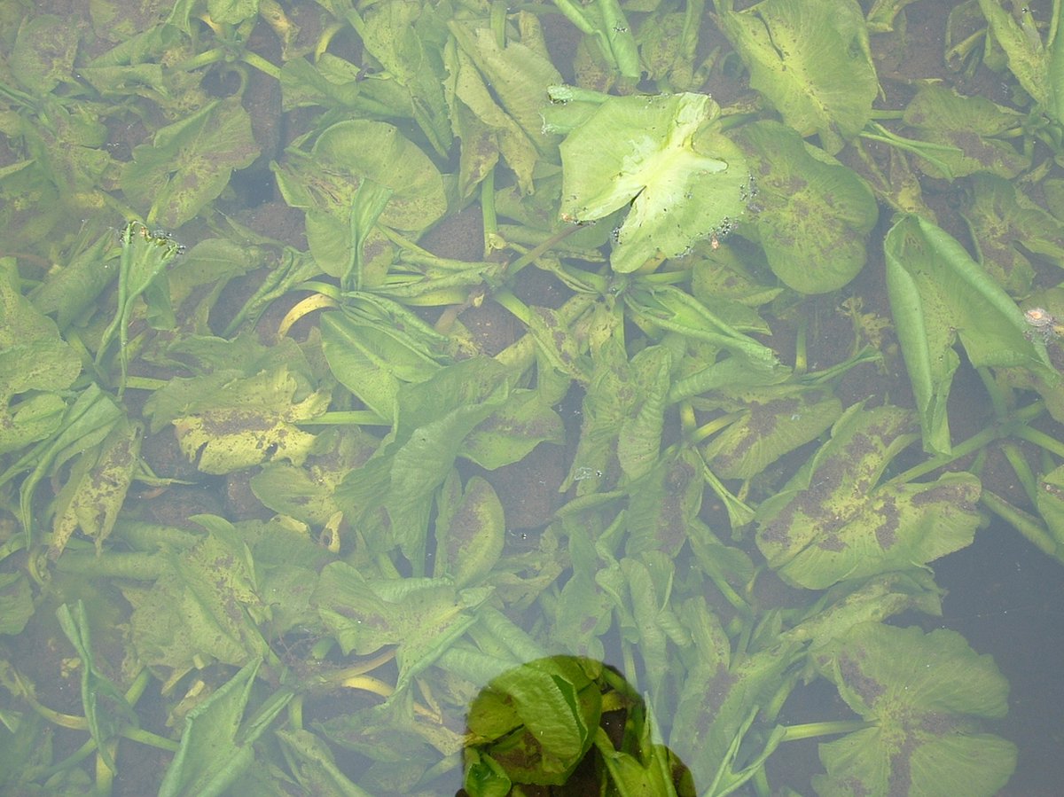 Gele plomp (Nuphar luteum)- Vijverplant- Bekende onderwaterplant met ...