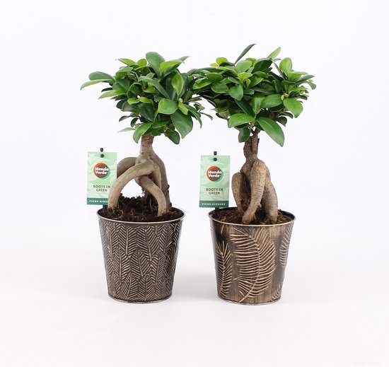 Bonsai van Botanicly – 2 × Ficus ginseng Bonsai – Hoogte: 30 cm | bol
