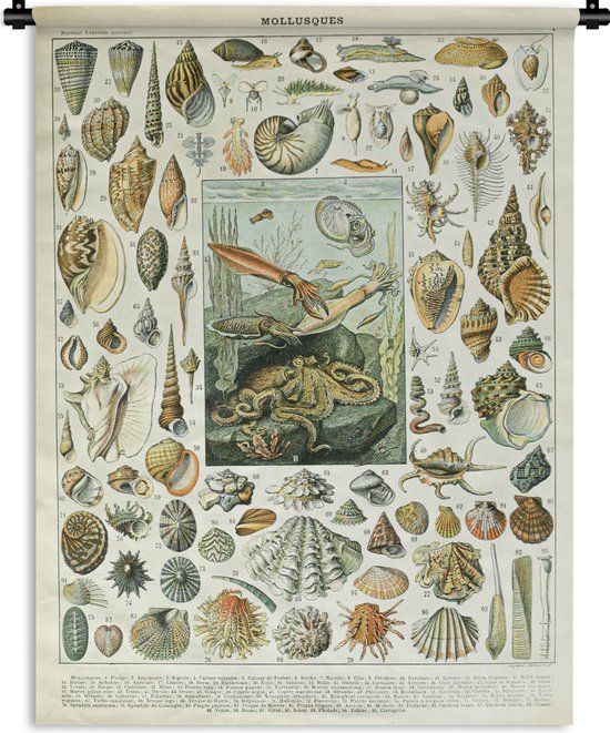 Wandkleed - Wanddoek - Zeedieren - Schelp - Vintage - Zee - Adolphe ...