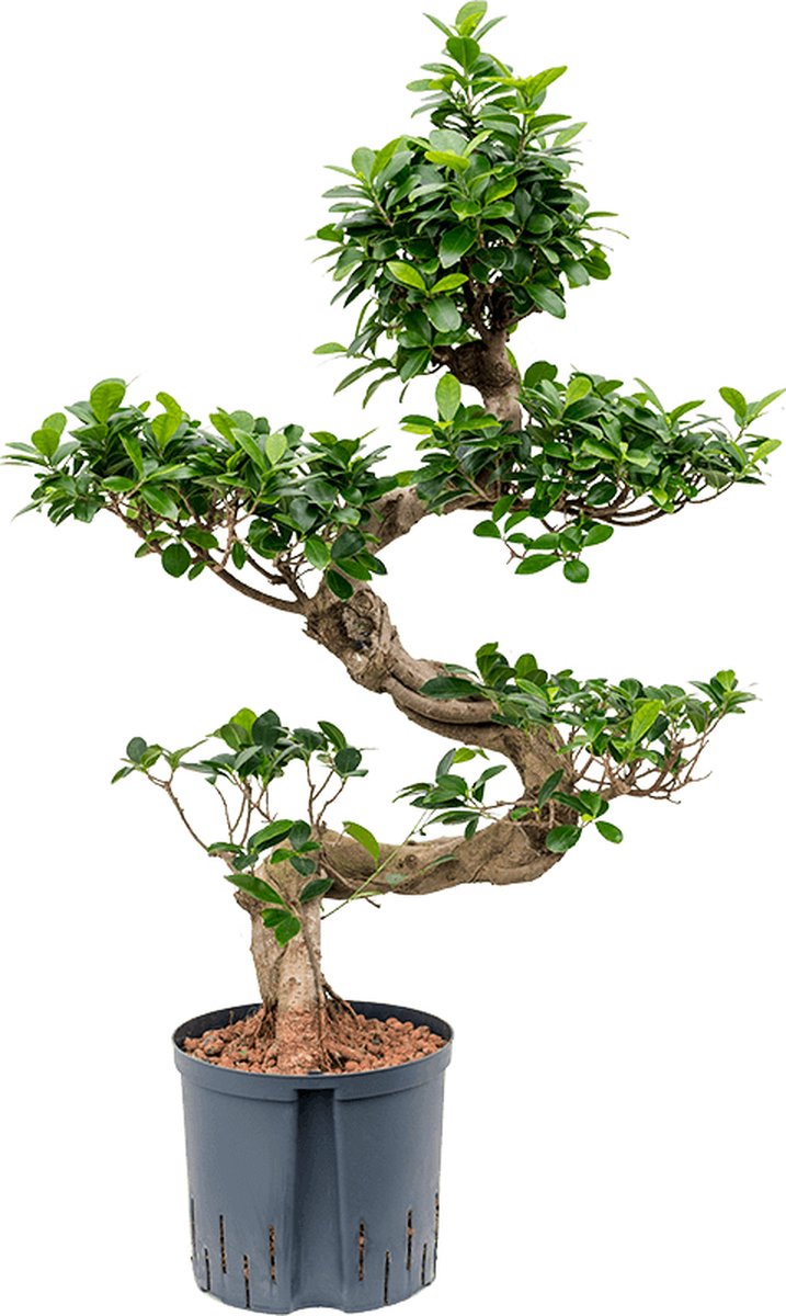 Ficus microcarpa compacta 60 bonsai hydrocultuur plant | bol.com