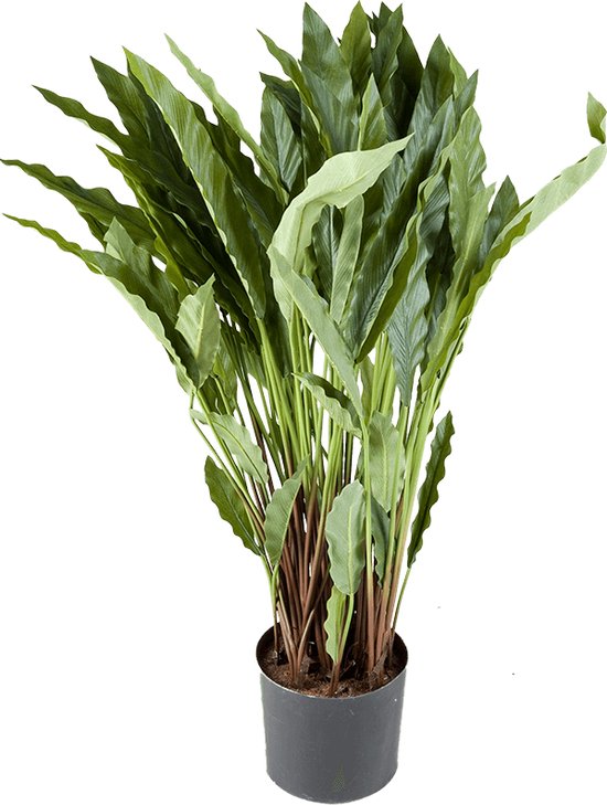 Kunstplant Calathea rufibarba wavestar M | bol
