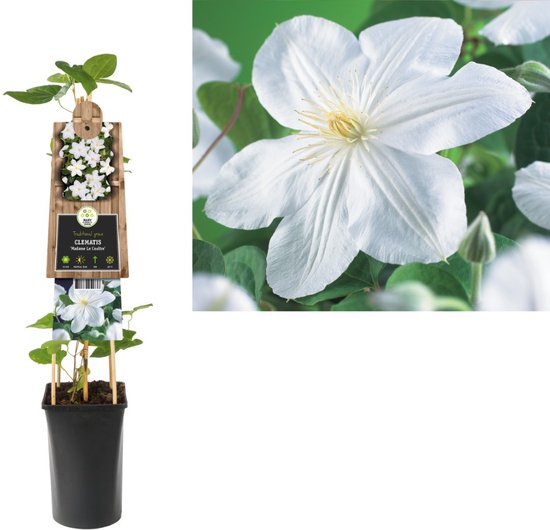 Klimplant Clematis Madame Le Coultre 75 cmVan der Starre | bol.com