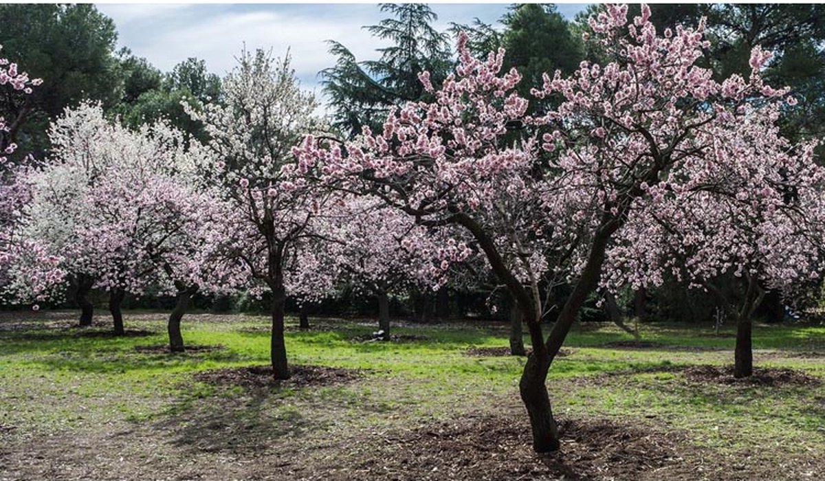 XXL Amandelboom – Geeft Eetbare Vruchten – Staat Graag in Volle Zon – 3 ...